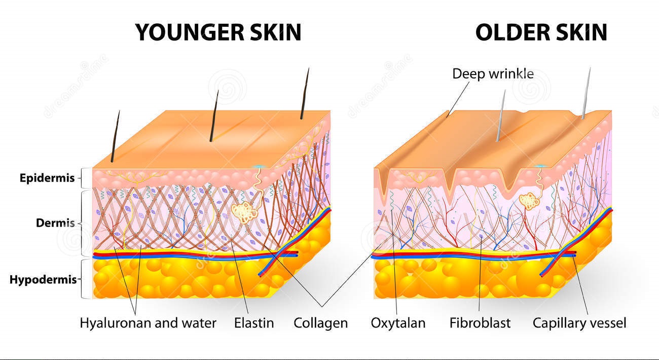 The anatomy behind aging skin | Live Ultra Healthy